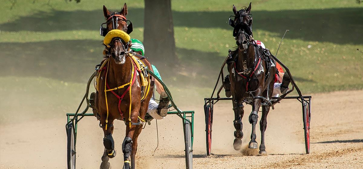 Standardbred Horses: The Backbone of Harness Racing > Global Racing