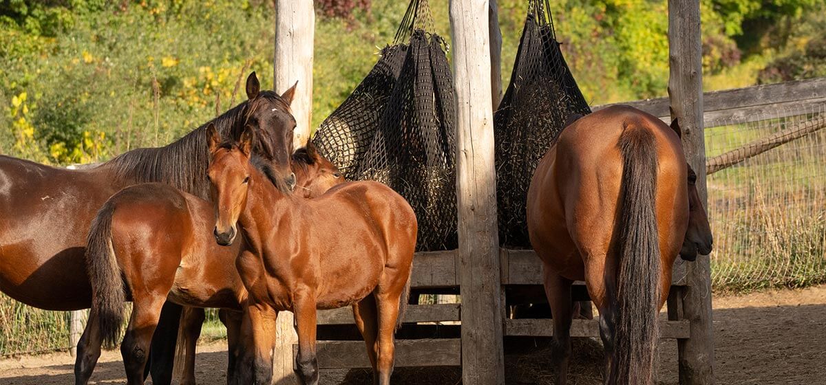 The Evolution of Harness Racing Breeding > Global Racing
