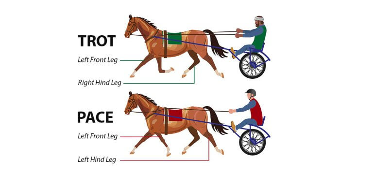 Horse Gaits Explained in Harness Racing > Global Racing