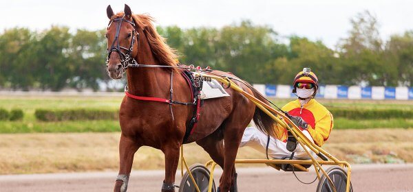 The Role of a Driver in Harness Racing > Global Racing
