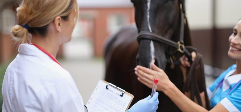 The Science of Thoroughbred Breeding for Speed and Stamina > Global Racing